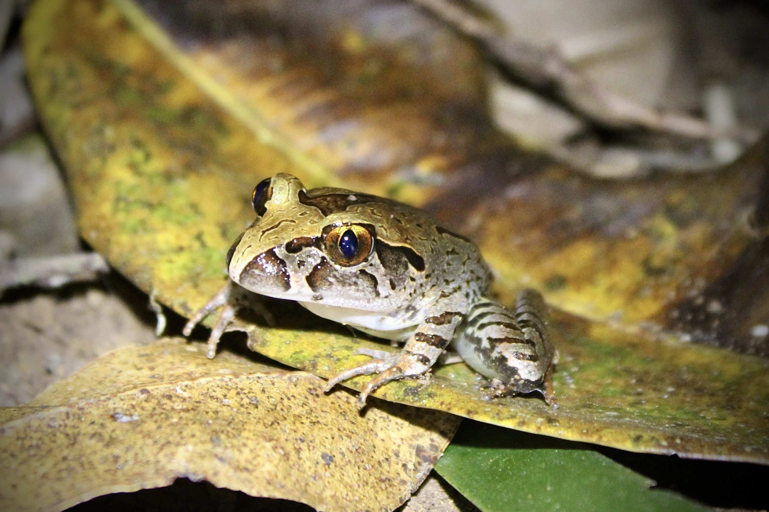Frog Monitoring | ECOllaboration